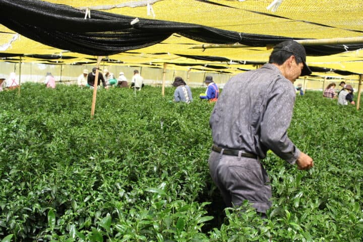 Ultimate Guide to The Famous Japanese Gyokuro Tea of Emperors - Life is ...
